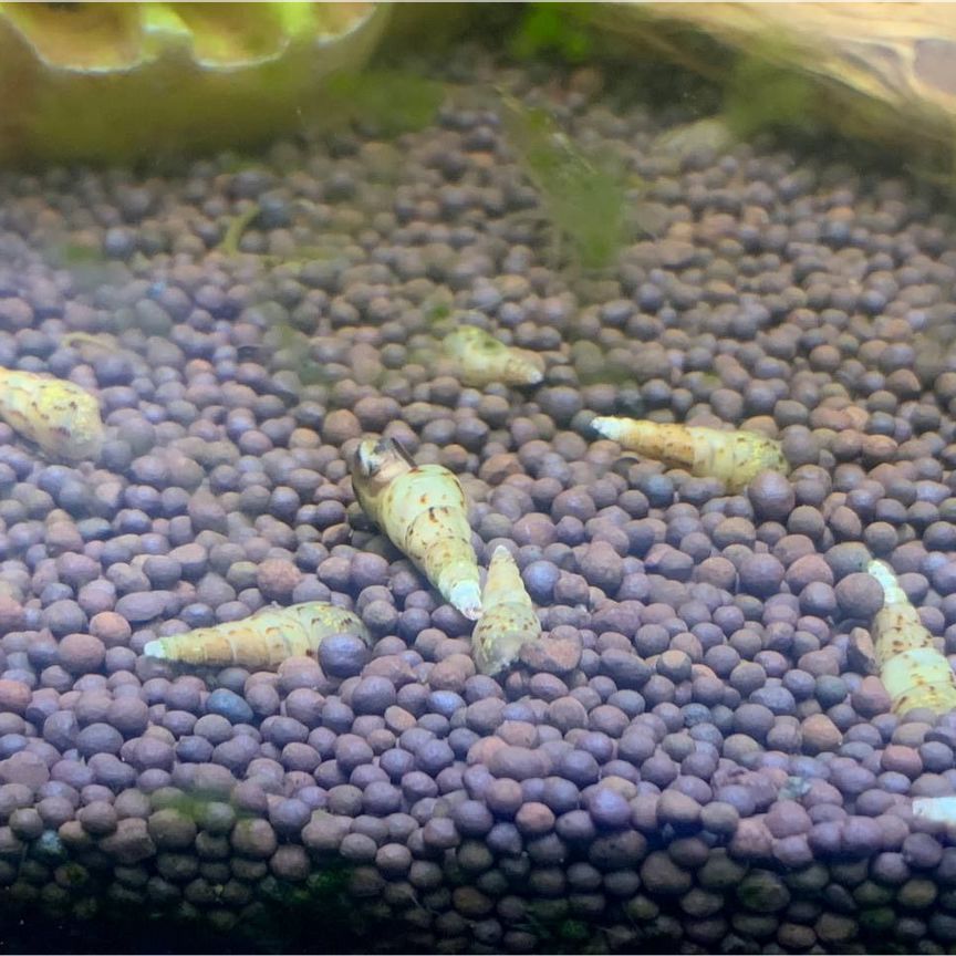 Улитки тиломелания