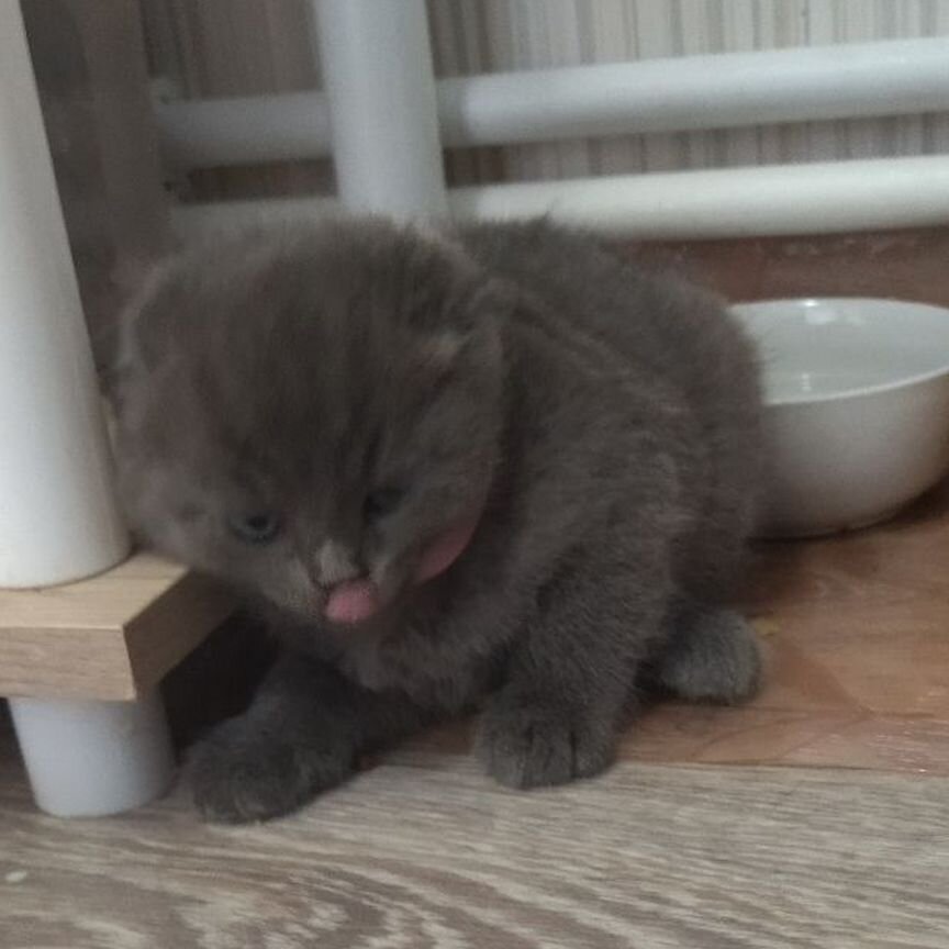 Шотландские вислоухие котята