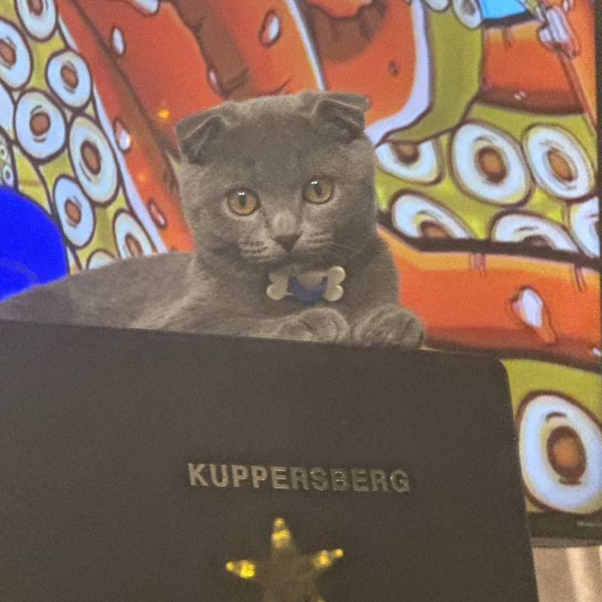 Шотландский вислоухий короткошёрстный котёнок