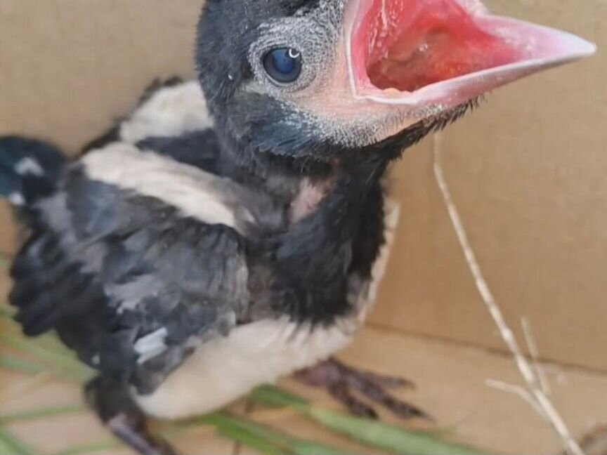 Птенец сороки Элвис