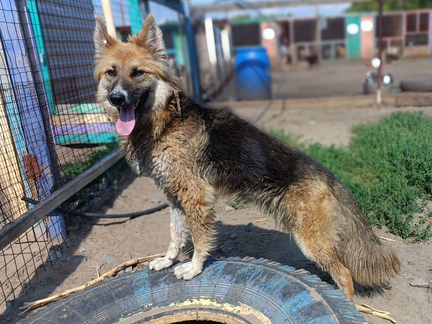 Анфиса ищет дом