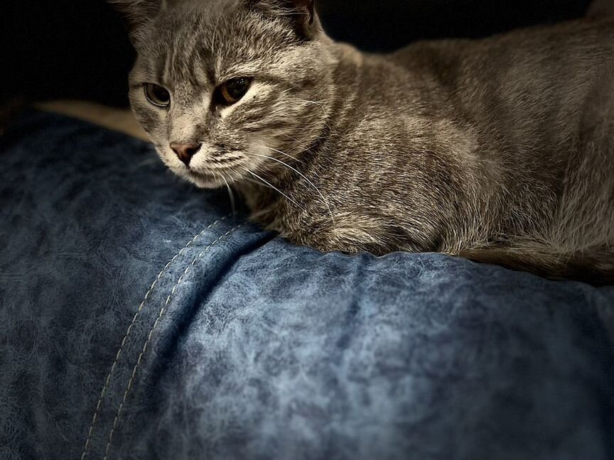 Кошка