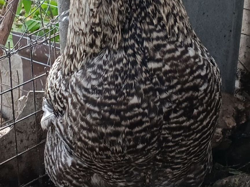 Молодые петухи