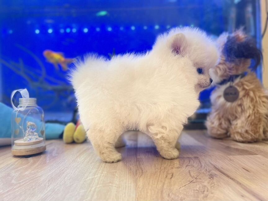 Мини шпиц