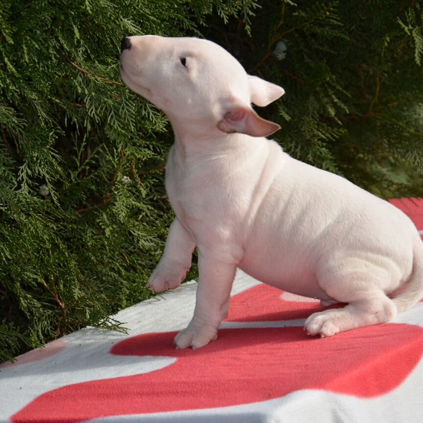 Миниатюрный бультерьер