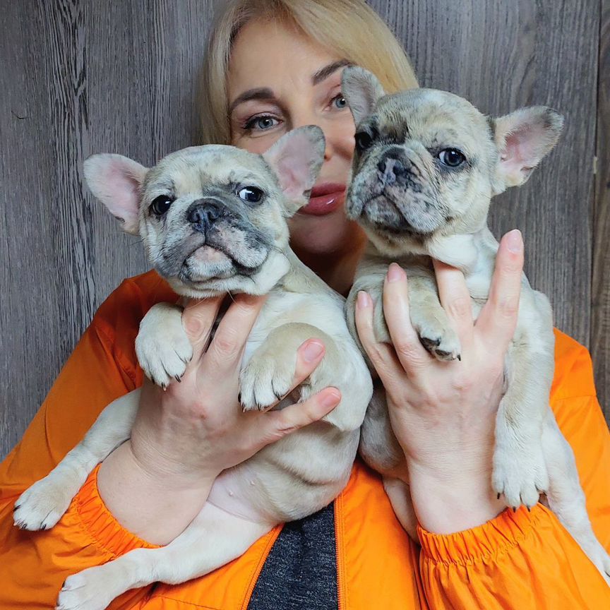 Французский бульдог, щенок