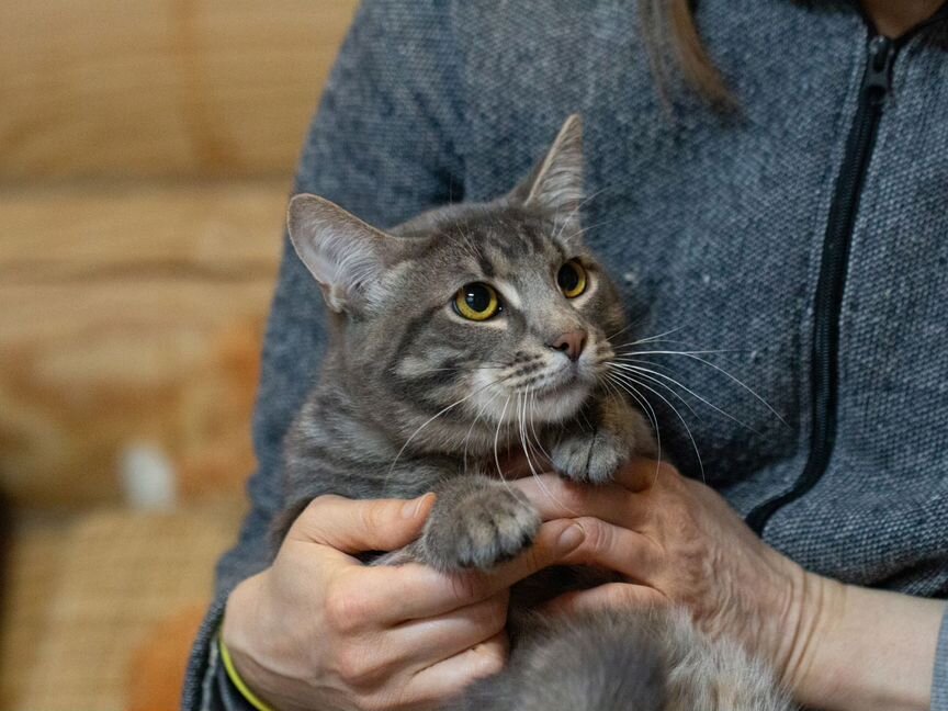 Ласкуша кото-ребёнок Хоуп ищет дом