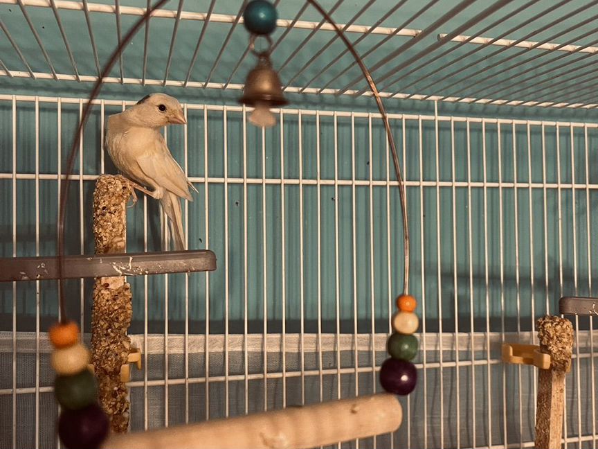 Кенара и канарейки