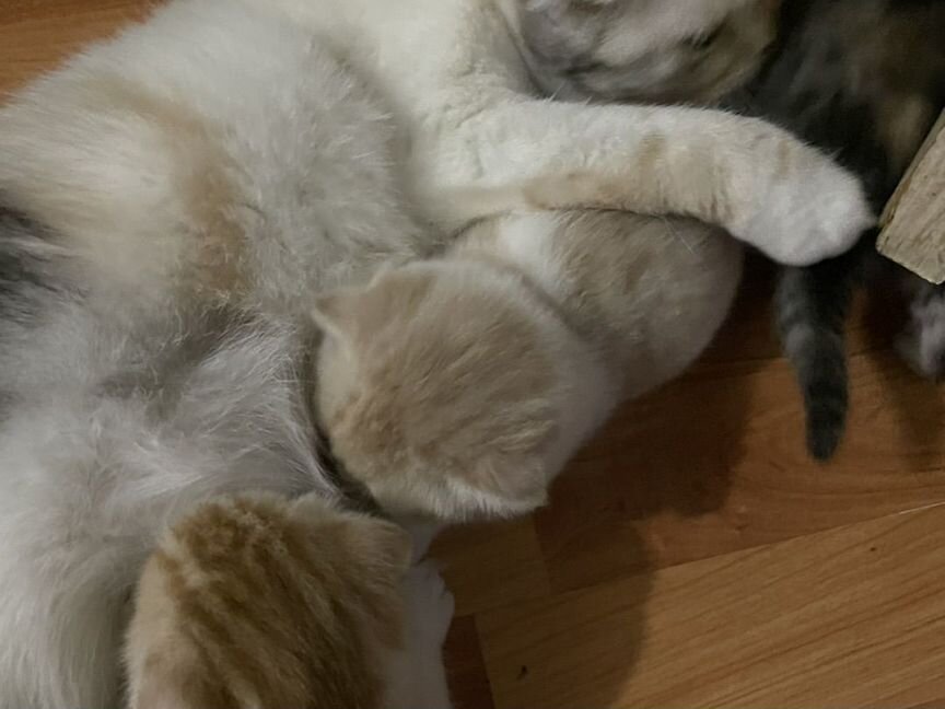 Шотландские котята