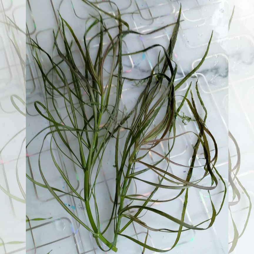 Аквариумное растение