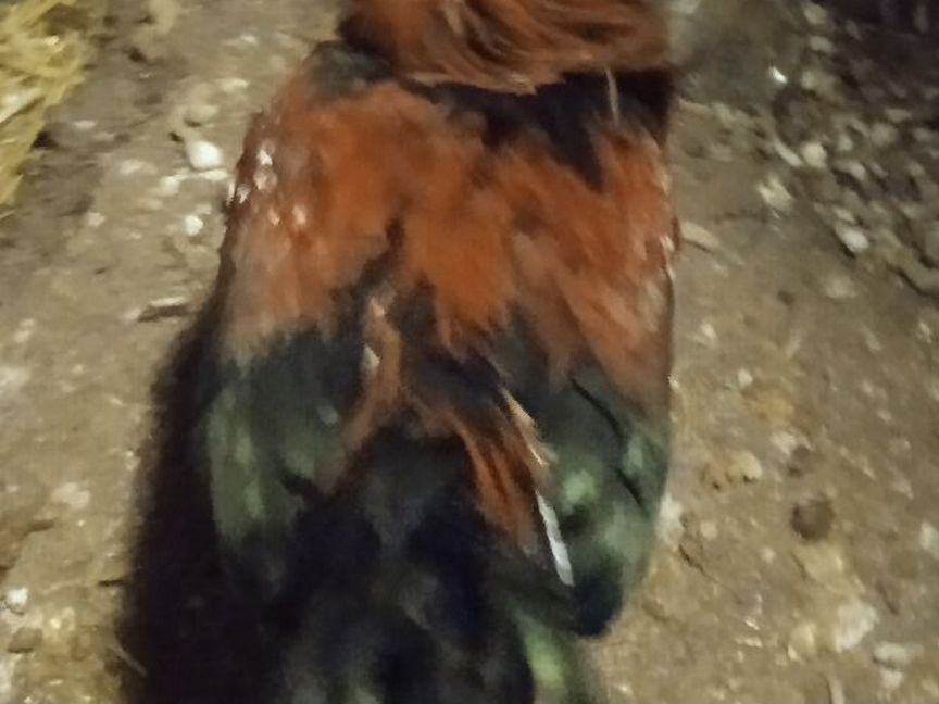 6 Петухов продам или обмен