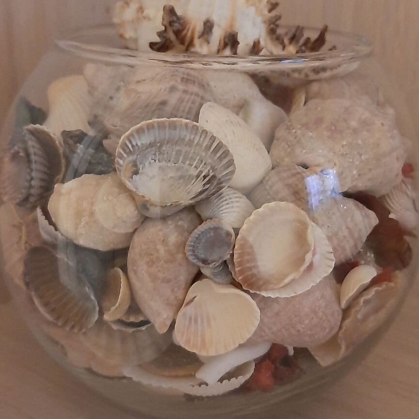 Ракушки морские