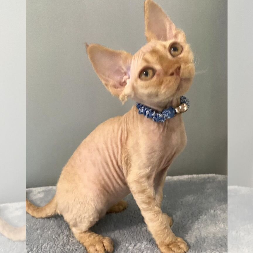 Котенок Девон Рекс