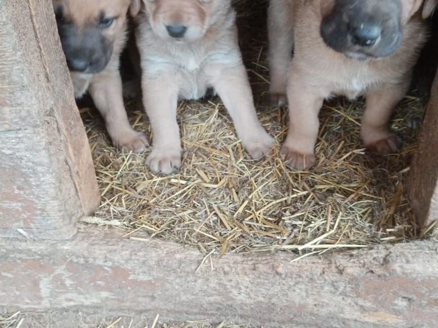 Отдам бесплатно щенки