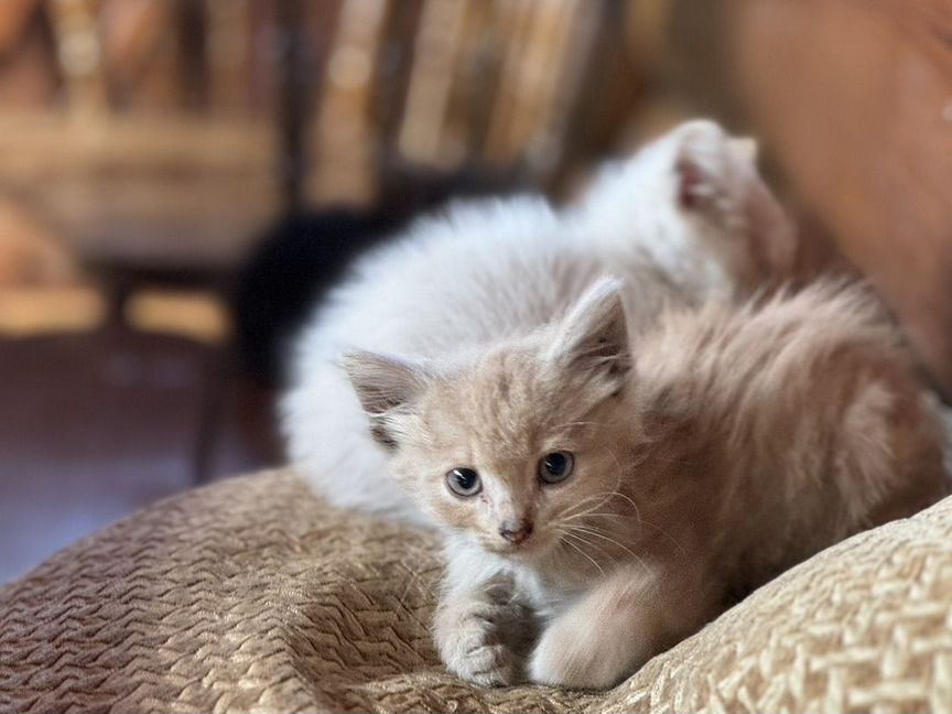 Кошка в дар бесплатно