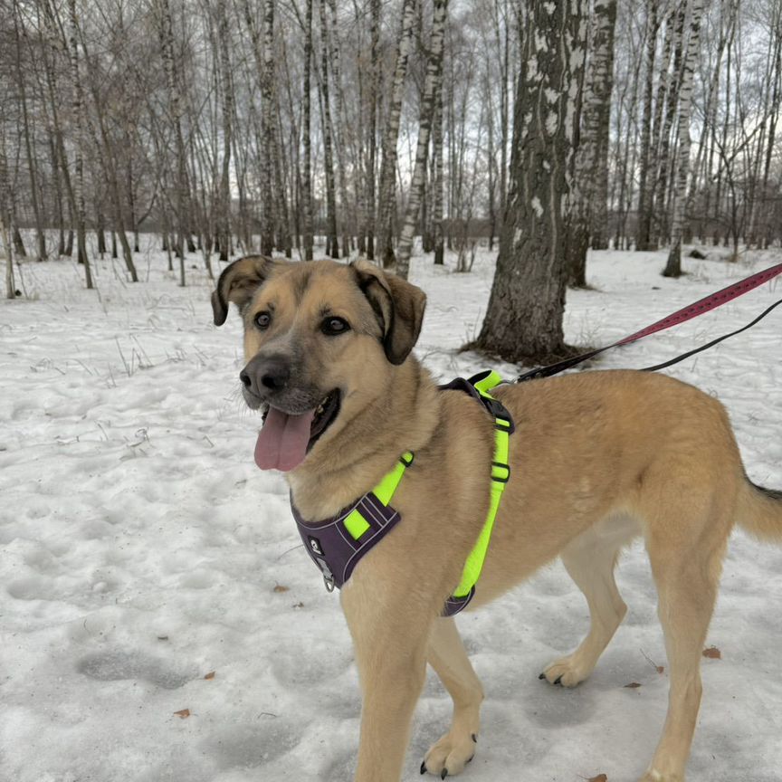 Невероятный пес в добрые руки