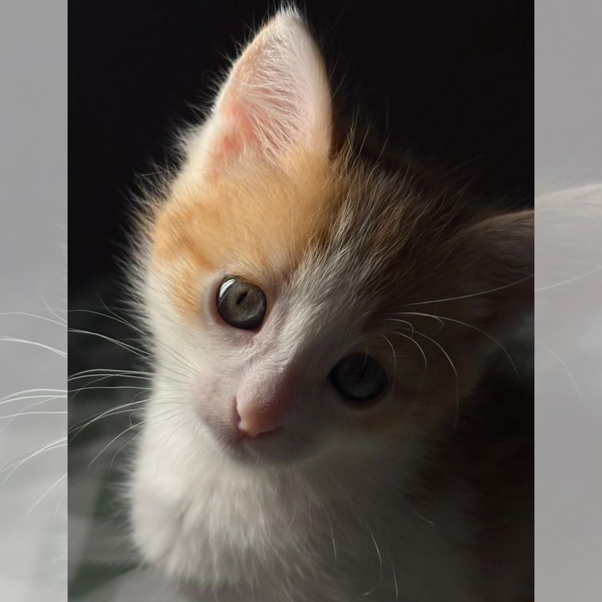 Котята рыже-белые