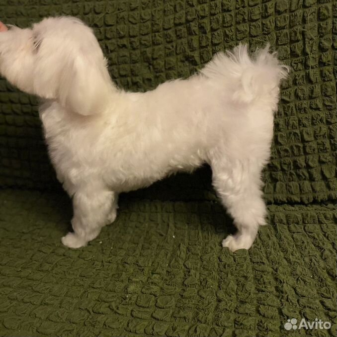 Вязка мальтезе (мальчик )