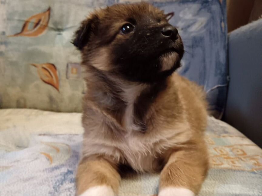 Щенки в добрые руки