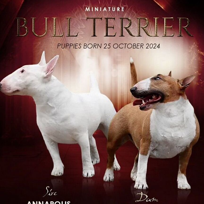 Мини хрюшки