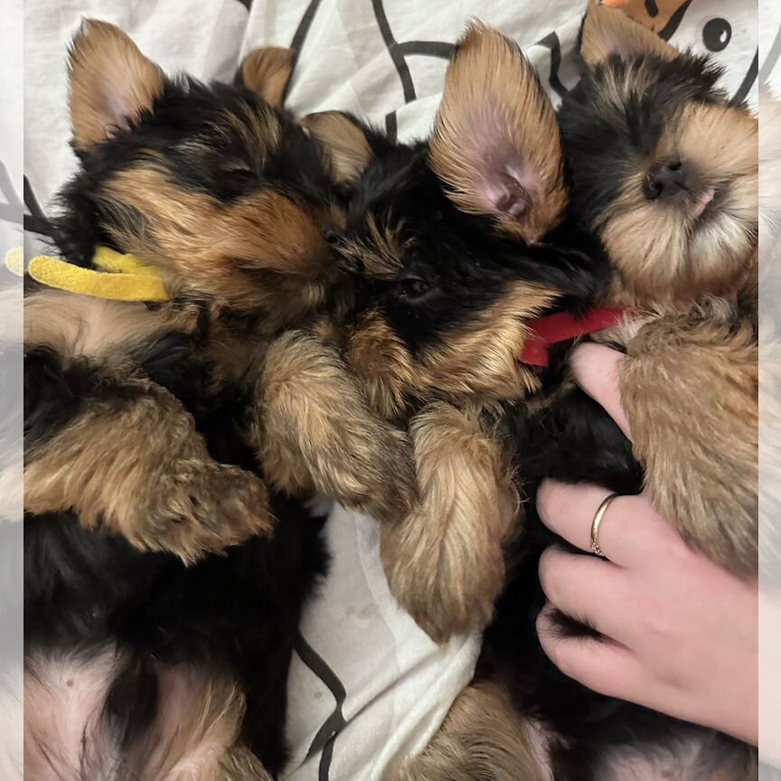 Йоркширский терьер, щенок