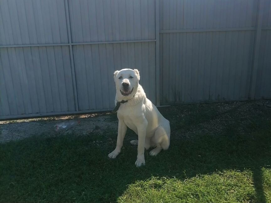 Вязка алабай