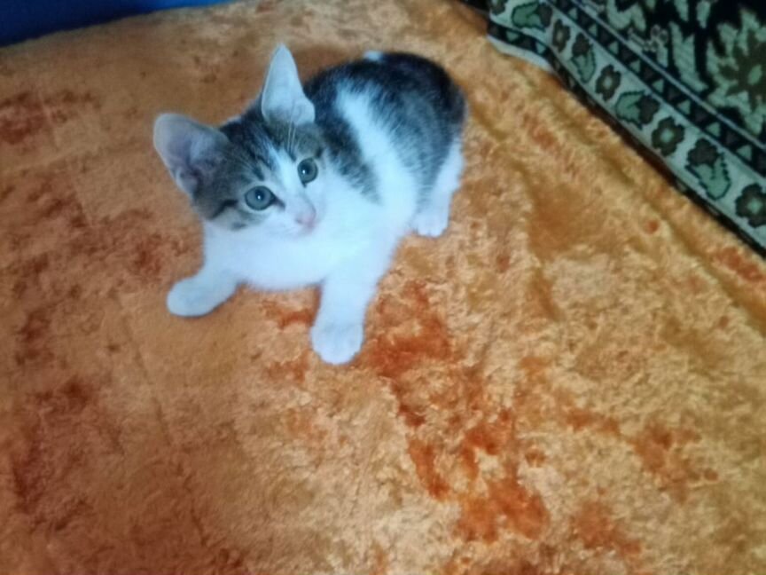 Котик, 2месяца,зовут Степа