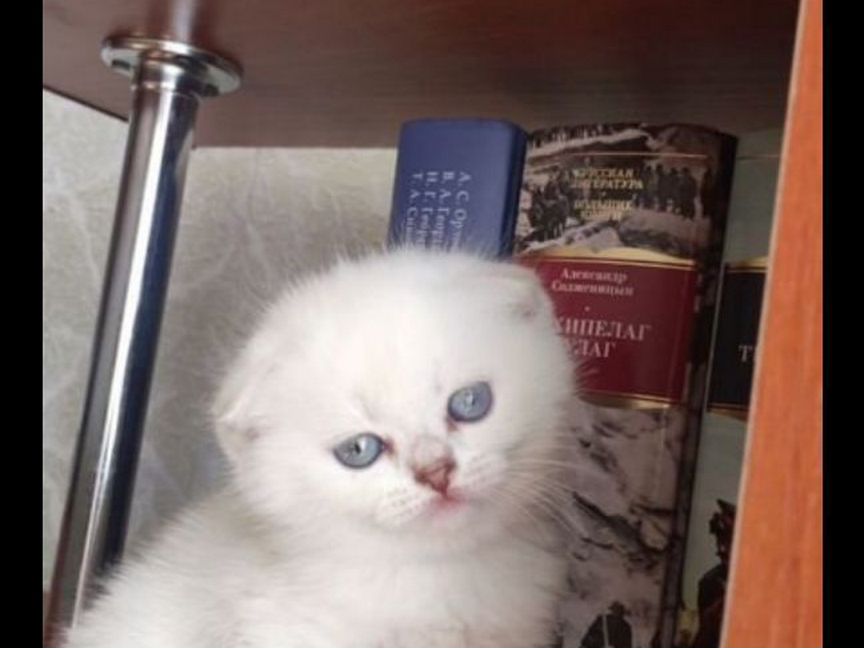 Шотландские котята