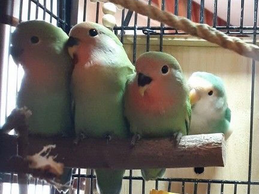 Попугай неразлучники домашнего выводка