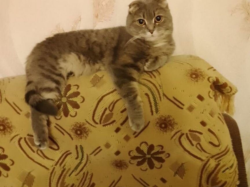Продается кошечка