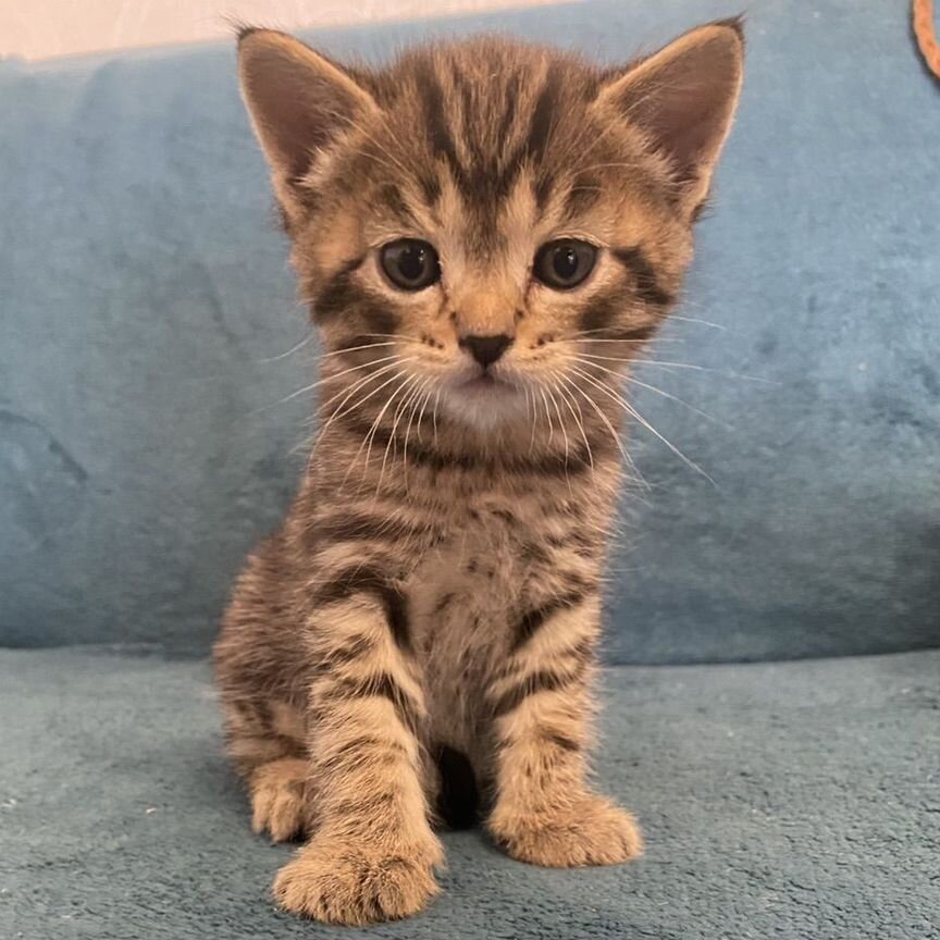Сибирский котёнок