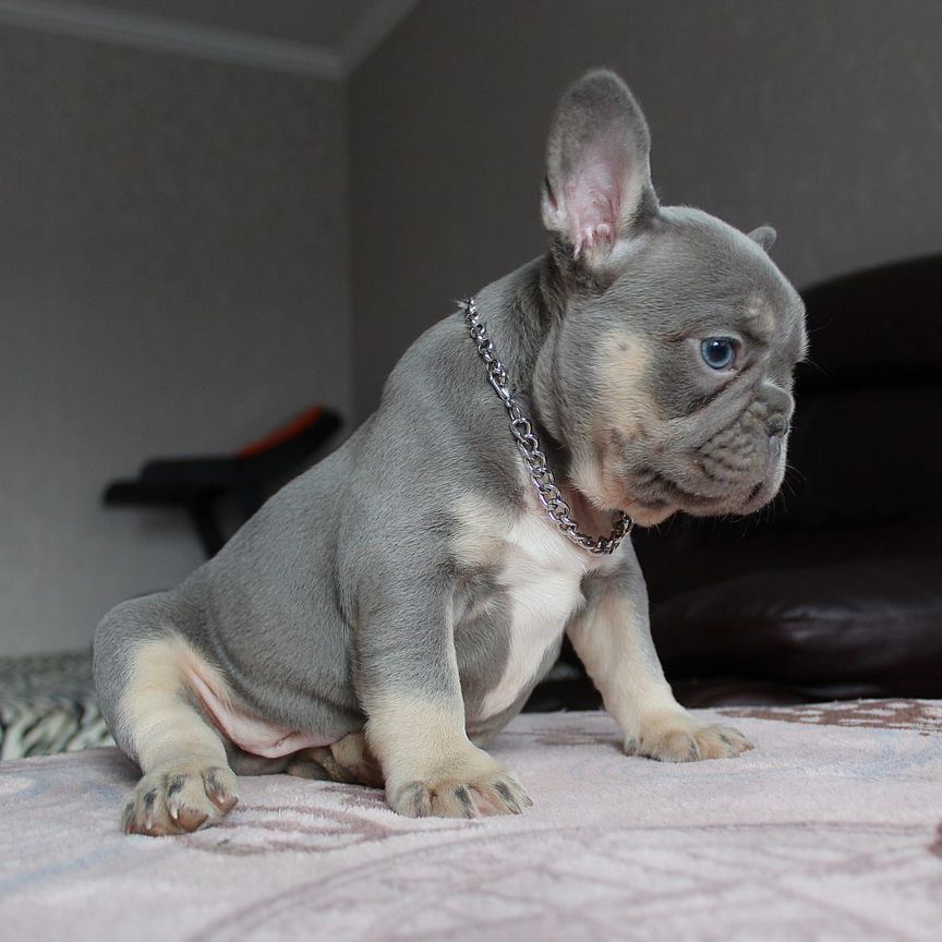 Французский бульдог