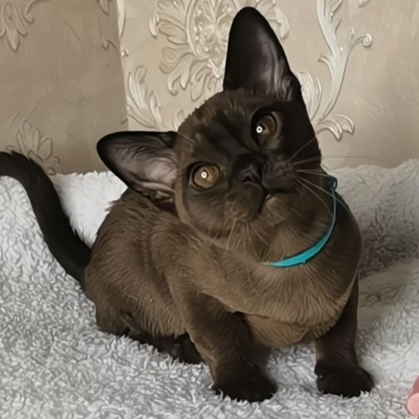 Европейский бурманский котёнок