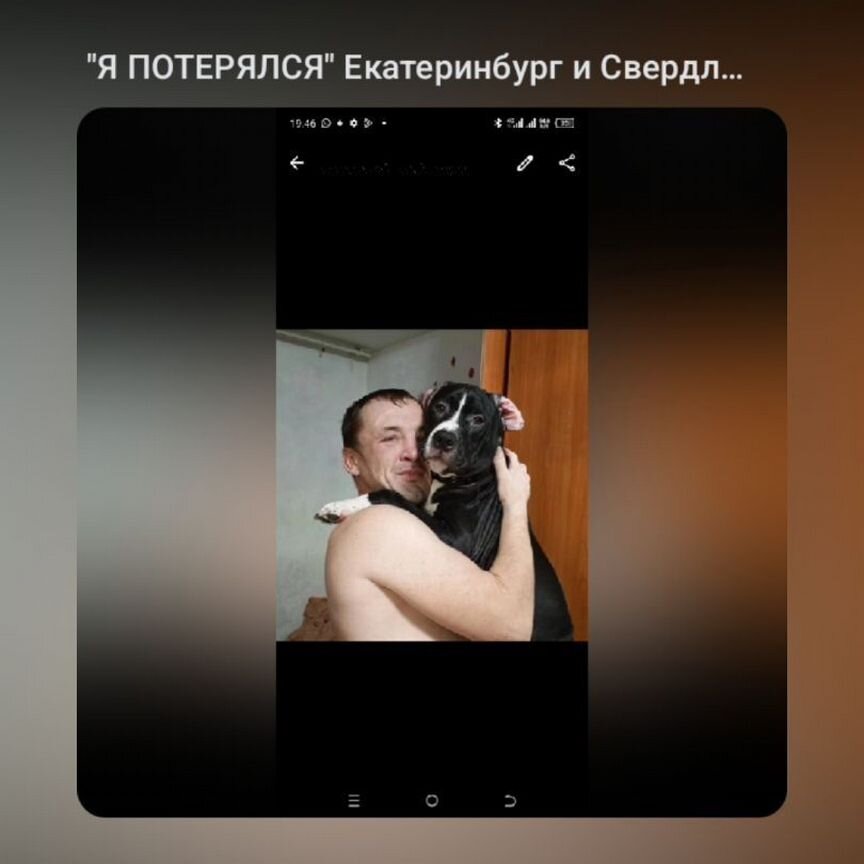 Потерялся питбуль В районе Донбасская 41