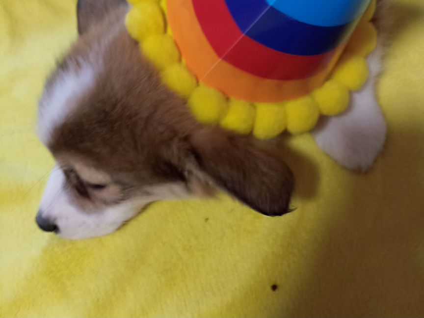 Супер девочка