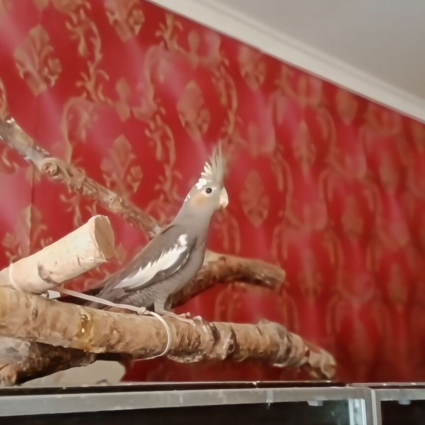 Попугай корелла птенцы