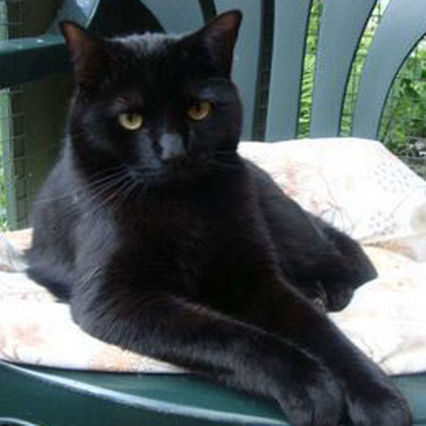 Взрослый кот в добрые руки