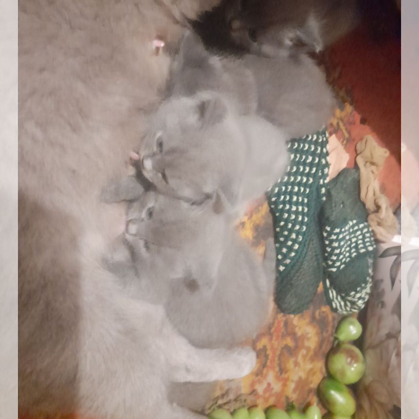 Британские котята