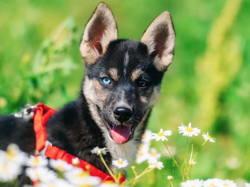 Хаски щенок из приюта бесплатно в добрые руки