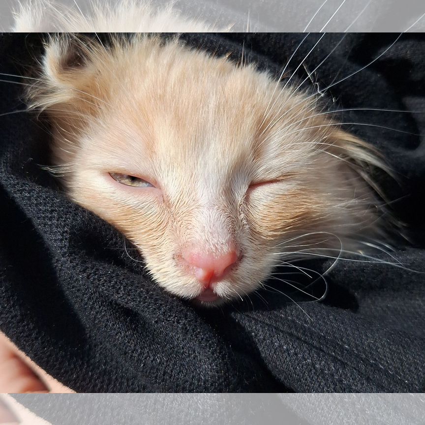 Котёнок