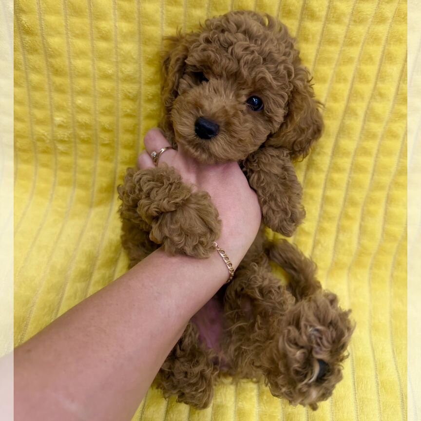 Той-пудель, щенок