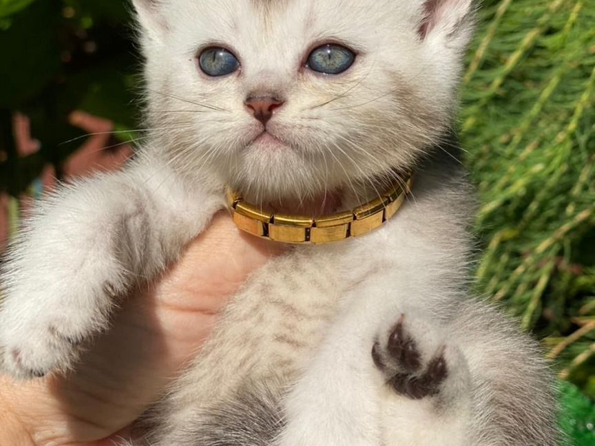 Шотландское серебро