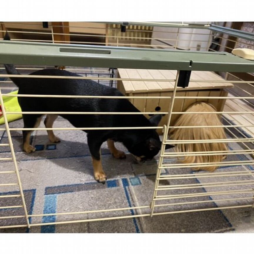 Клетка для морских свинок