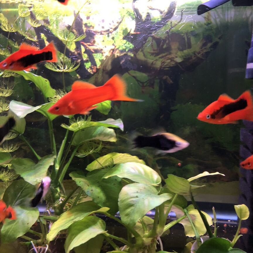 Аквариумные рыбки - Меченосцы