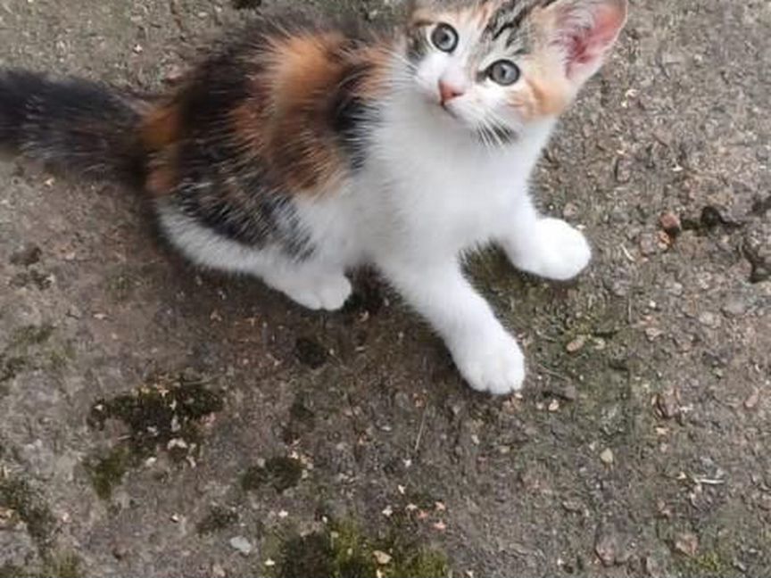 Трехцветочка выживает в садоводстве