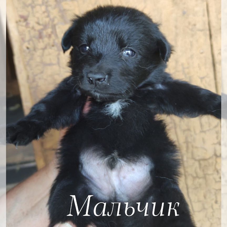 Щенок в добрые руки