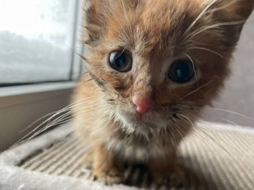 Котенок кроха рыжий мальчик 1,5 мес замерзал