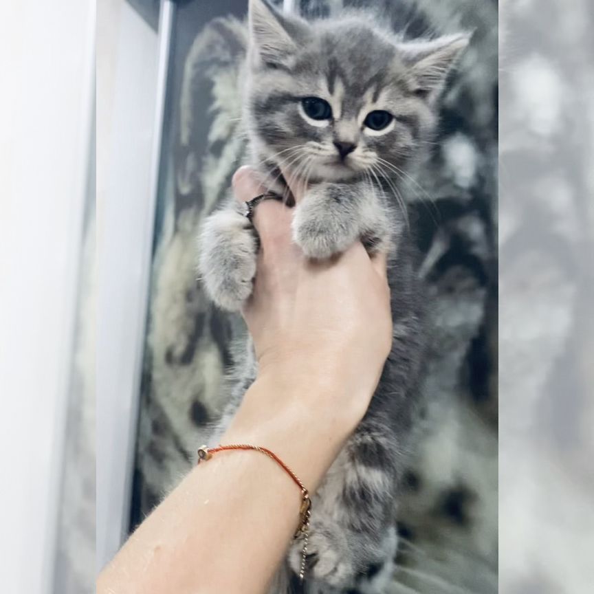 Шотландский скоттиш страйт