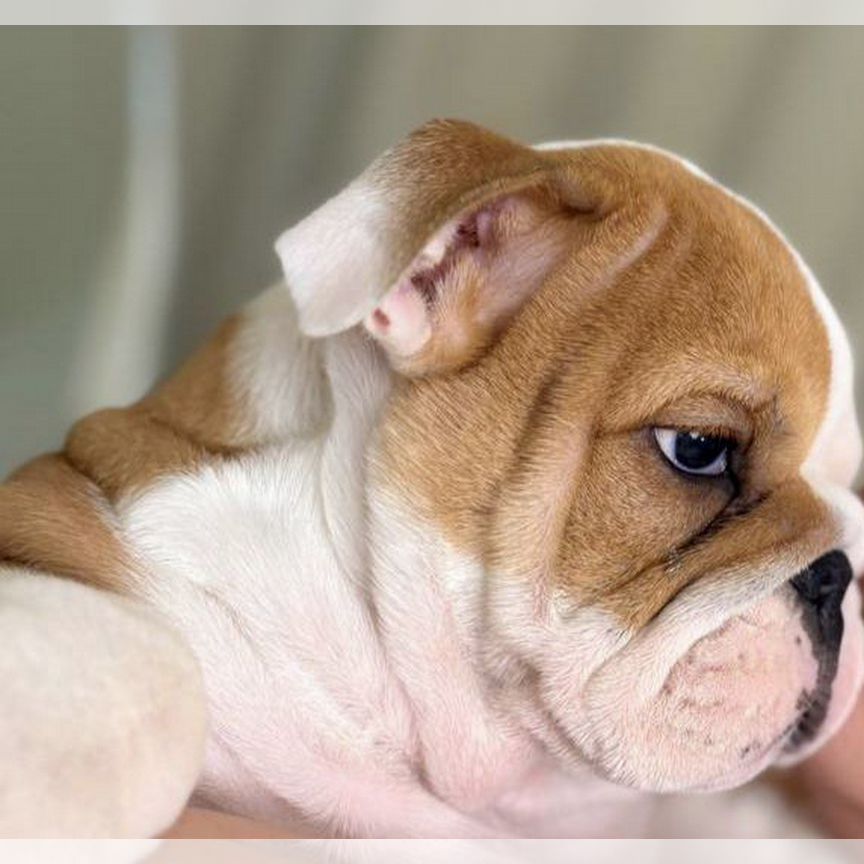 Английский бульдог, щенок