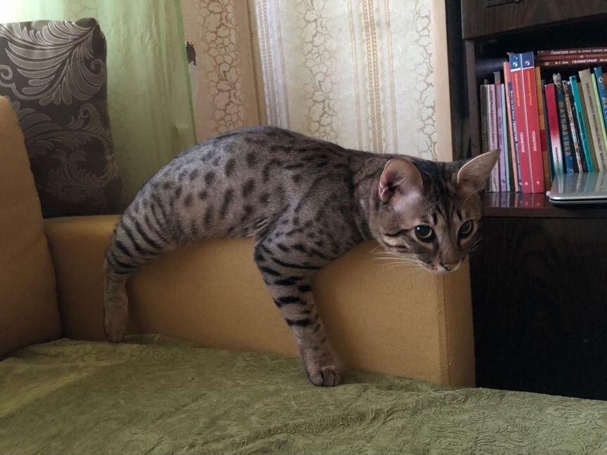 Котенок мальчик